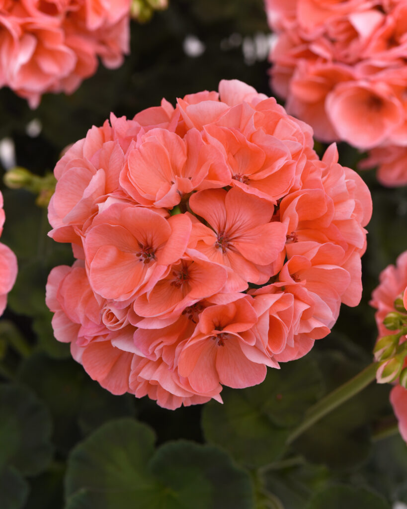 Dynamo ‘Salmon’ - Salmon | Peoria Gardens, Inc.