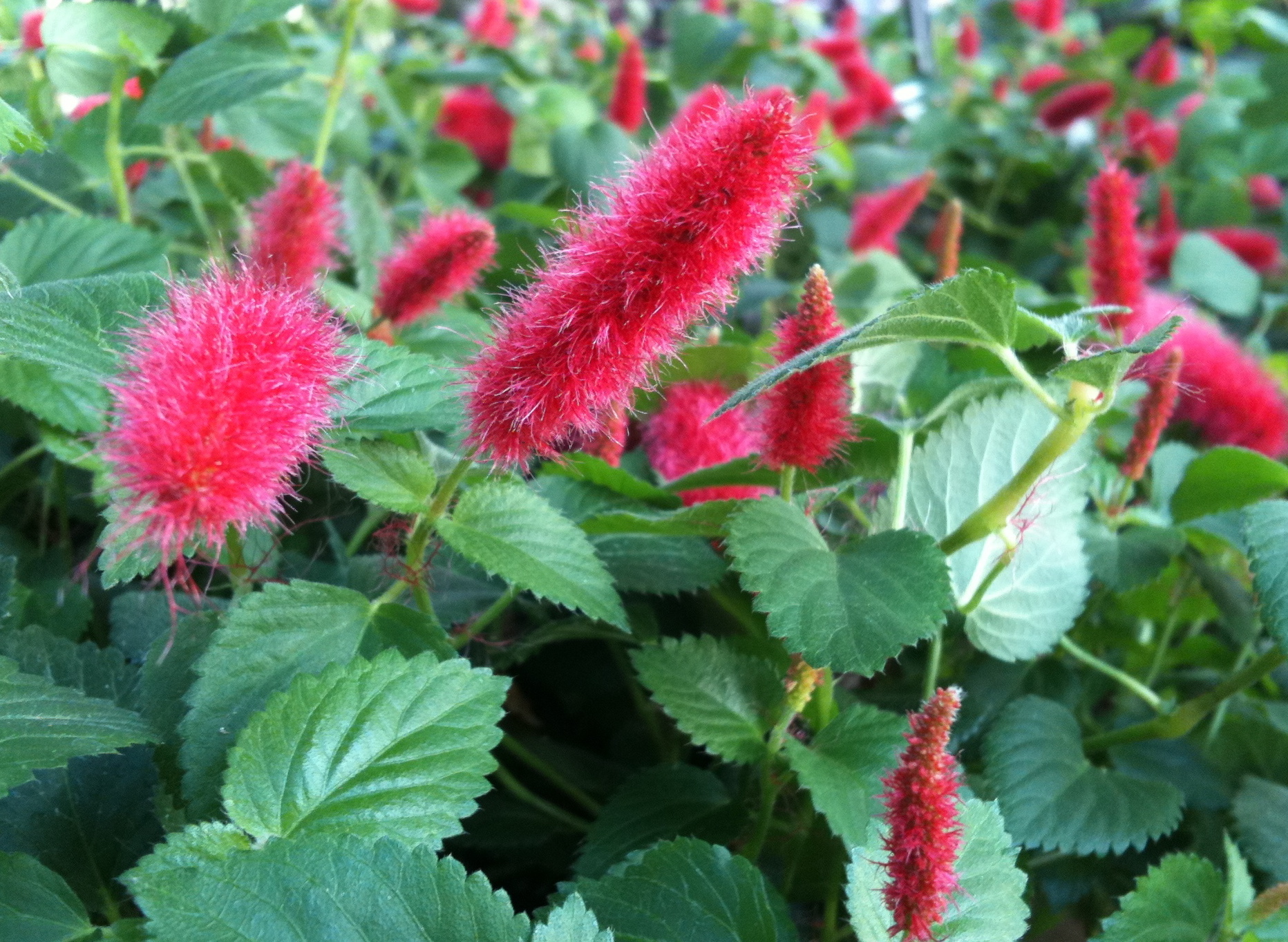 Firetail - Red | Peoria Gardens, Inc.